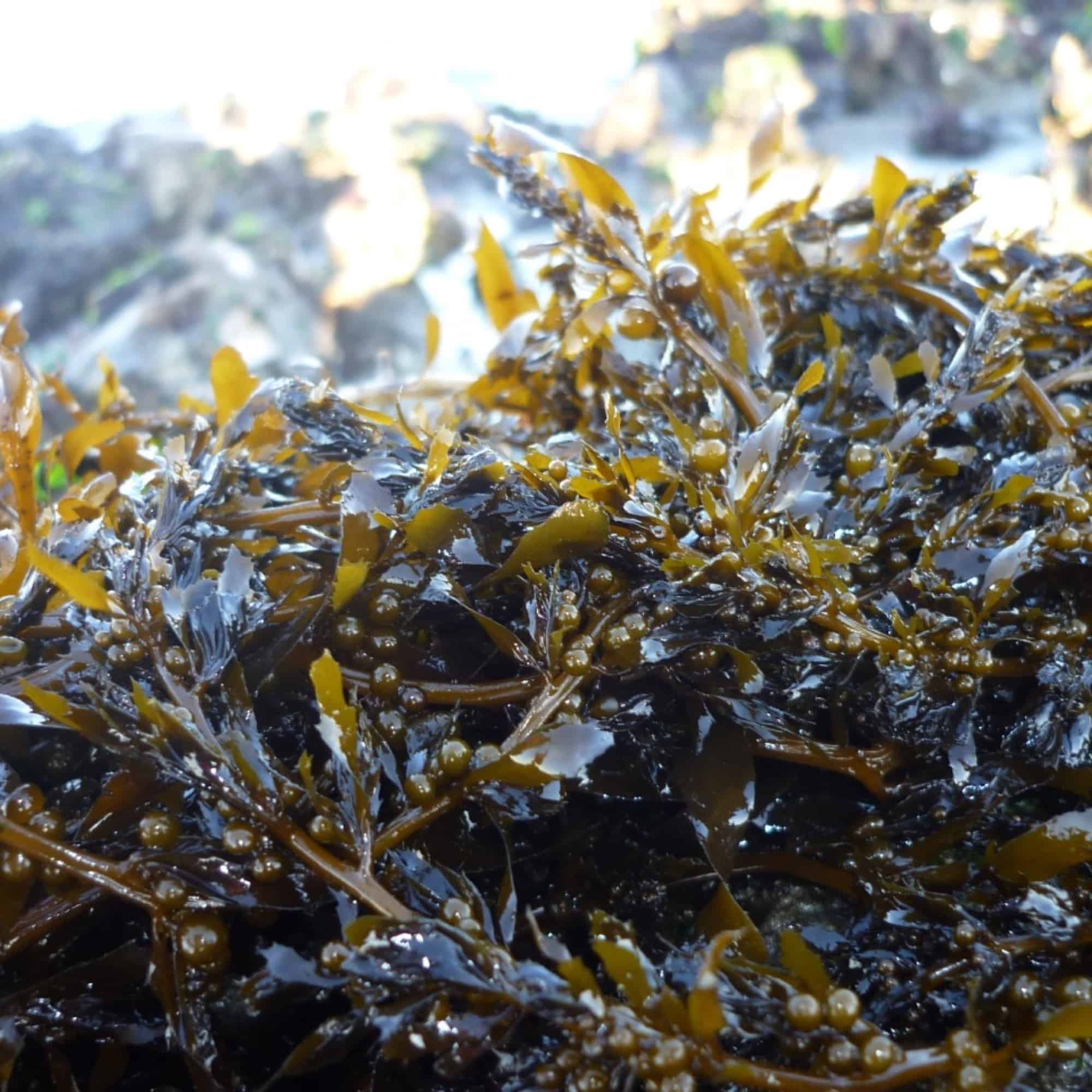 Soorten zeewier | De Zeeuwse Zeewierhandel