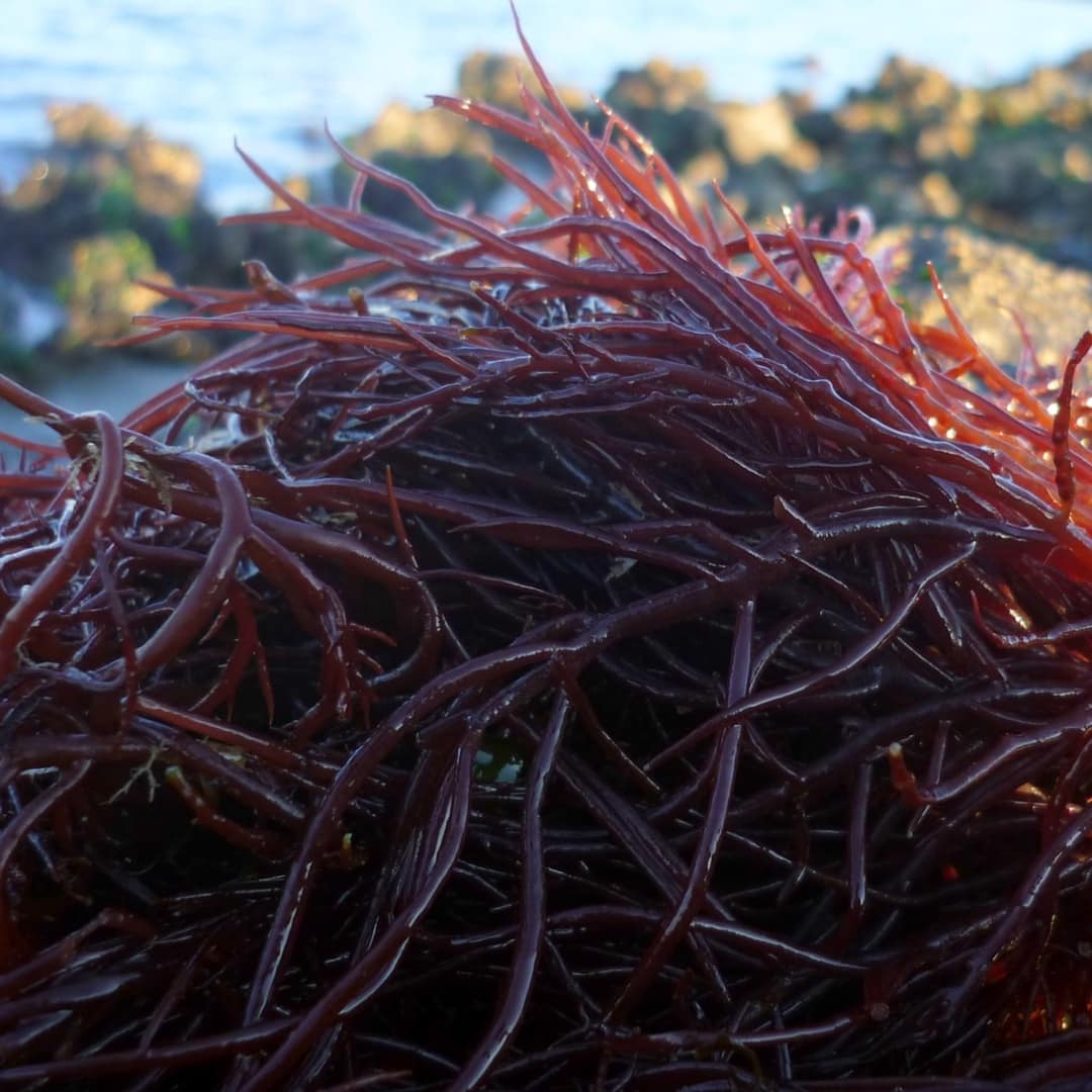 Soorten zeewier | De Zeeuwse Zeewierhandel