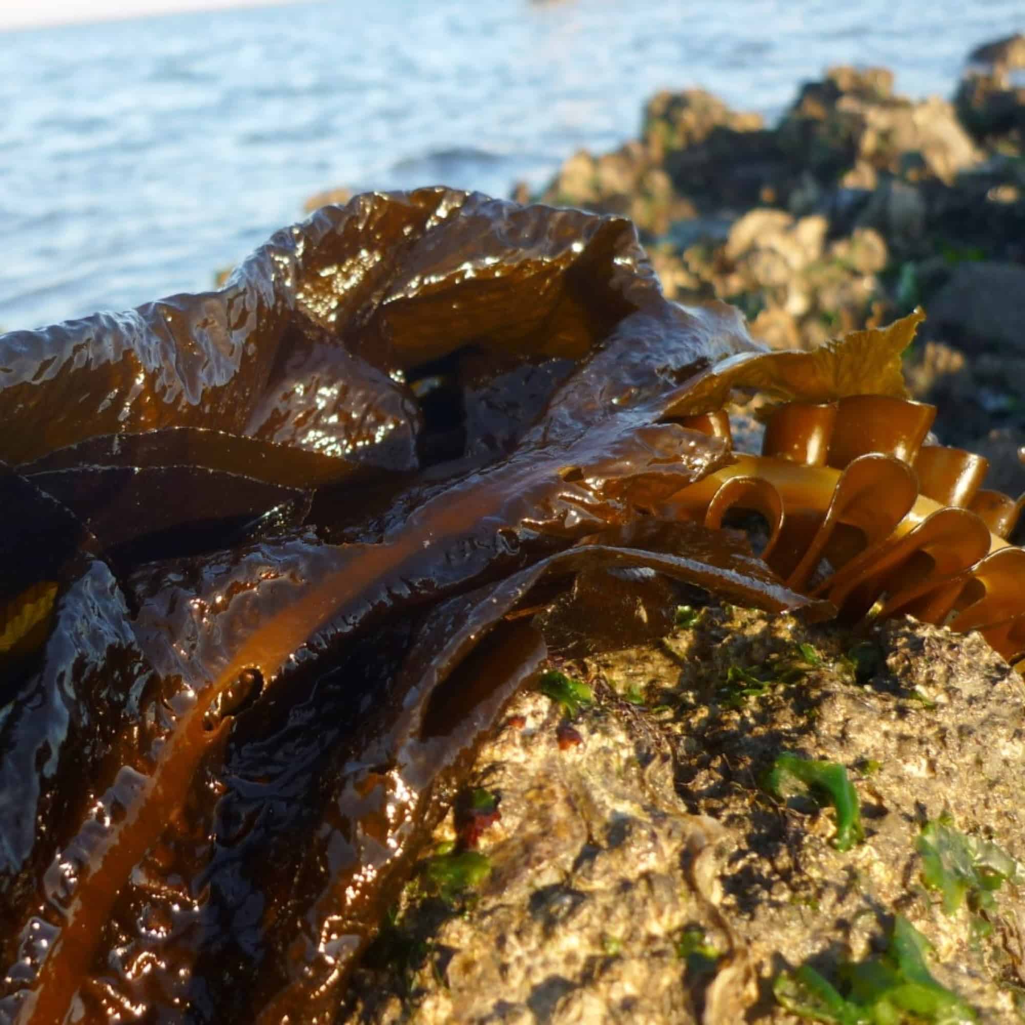 Soorten zeewier | De Zeeuwse Zeewierhandel