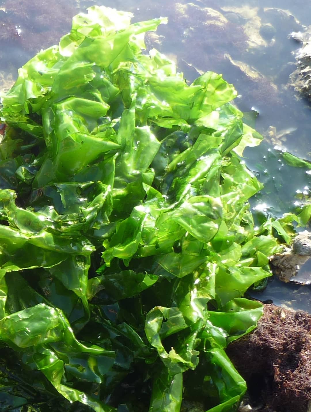 Soorten zeewier | De Zeeuwse Zeewierhandel